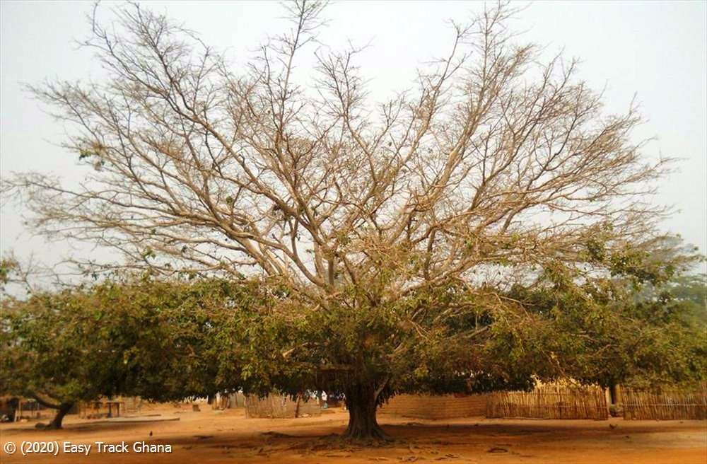 Ghana Trees