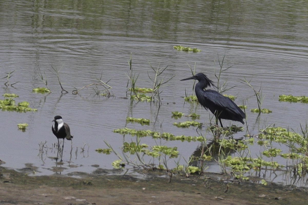 Sakumono Lagoon Birding, Art & Botanic Gardens Birding